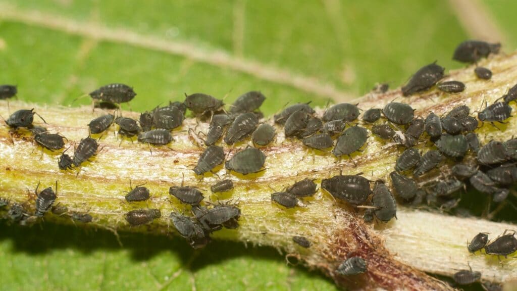 Vos agrumes sont envahits de pucerons noirs ? L'astuce ultime pour s'en ...