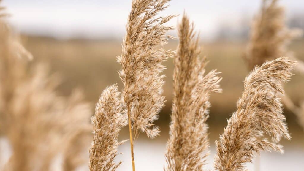 Tout savoir sur l'herbe de la pampa