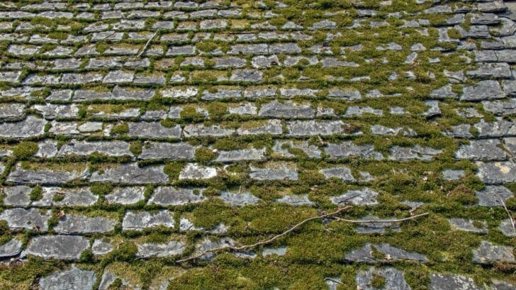 Fini la mousse sur votre toit - des solutions faciles et efficaces