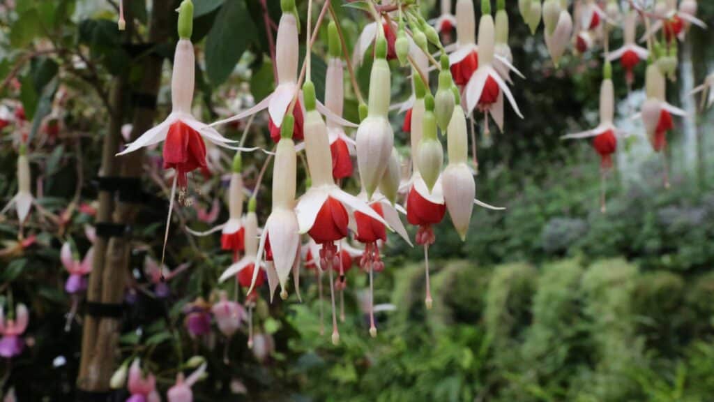 Les fleurs rares : beauté sauvage et exotique