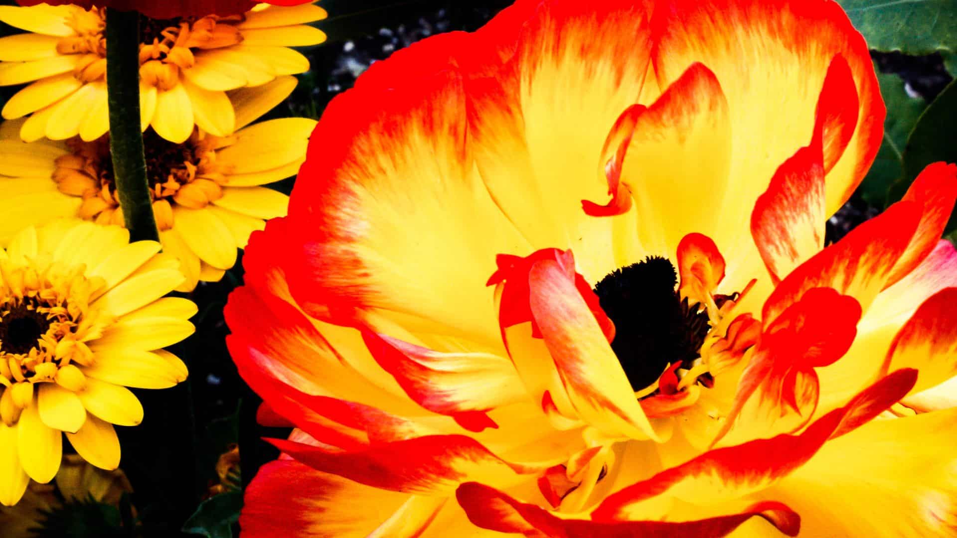 Les fleurs rares : beauté sauvage et exotique